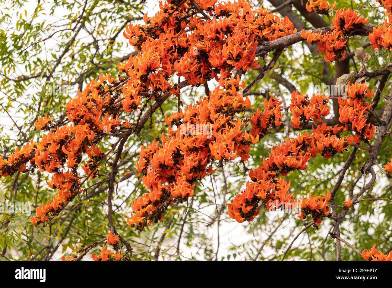 Blooming colorful palash flower in a tree in spring season just before ...
