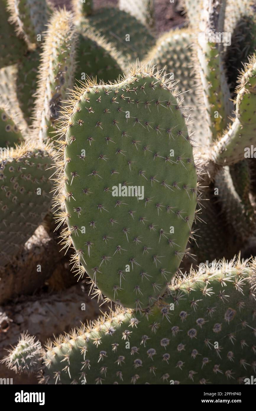 Opuntia cactus in a sunshine, highlighting the thorns. Shape of a heart ...