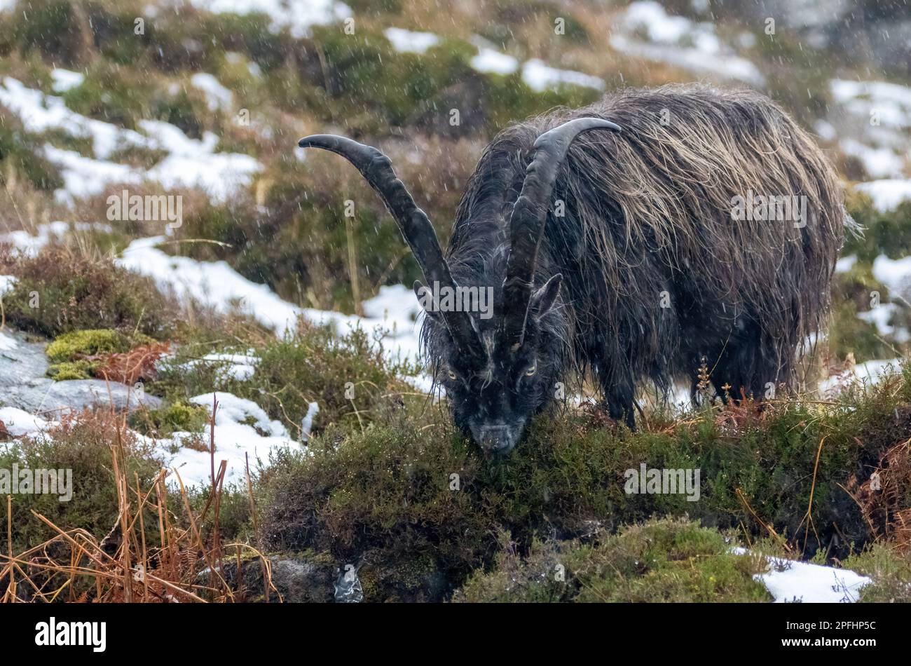 A black goat grazing on the ground during the snow storm Stock Photo ...