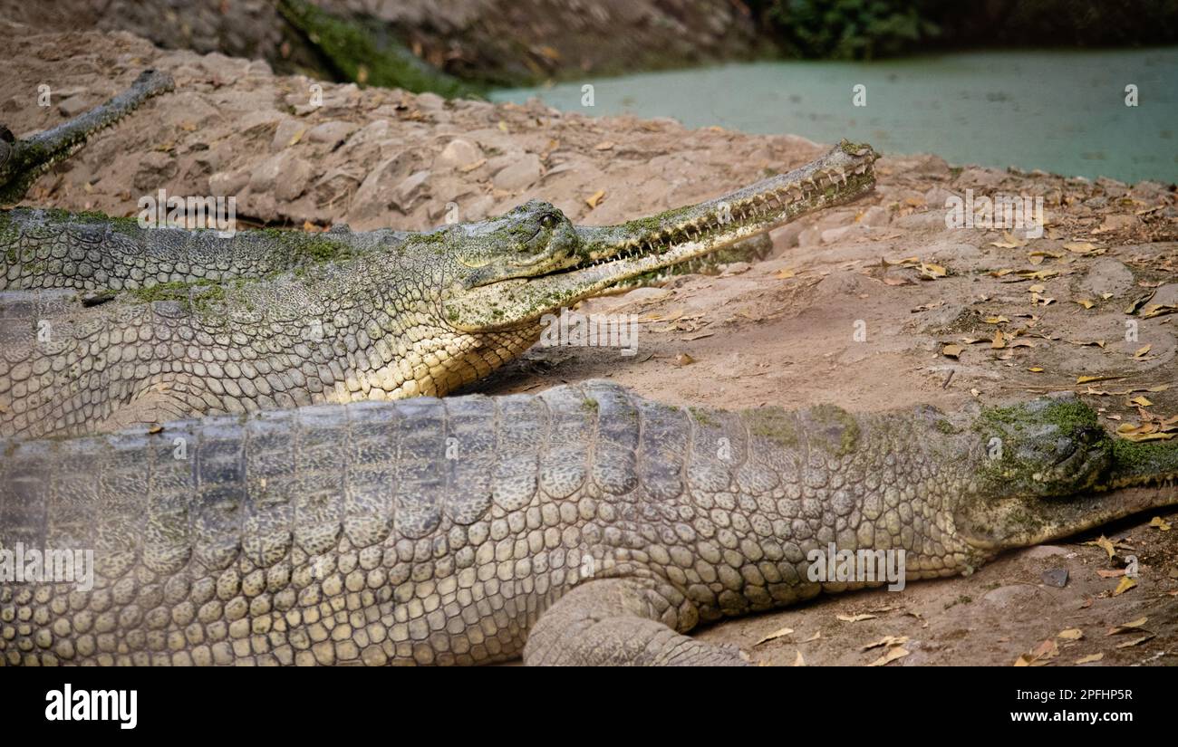 Alligators resting hi-res stock photography and images - Alamy