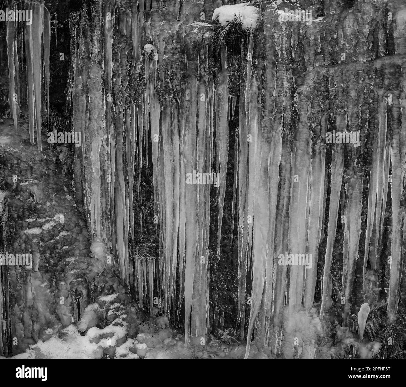 The Icicles hanging from the bared trees in the winter forest Stock ...