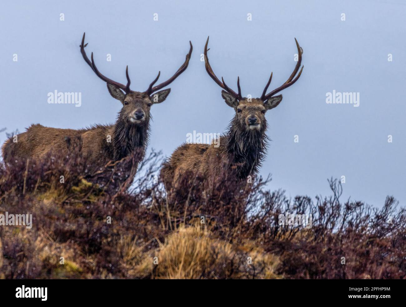 Two adult elk hi-res stock photography and images - Alamy