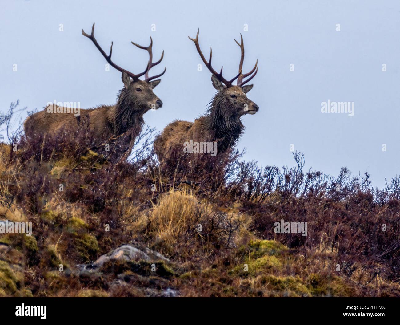 The two adult elk standing on top of a grass-covered field Stock Photo ...
