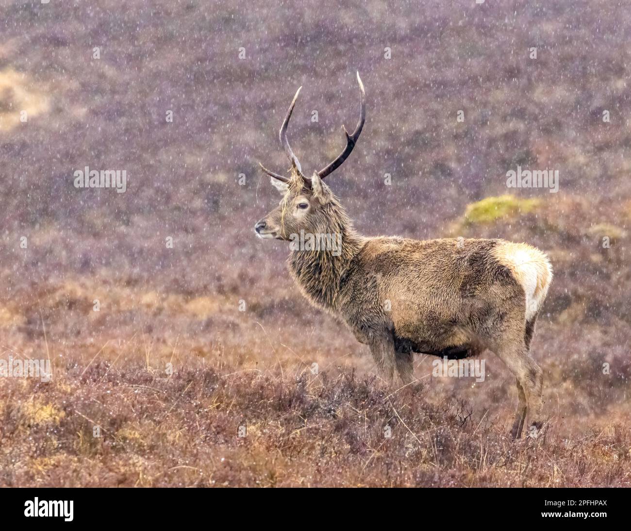 A majestic stag standing in an idyllic meadow, looking out into the ...