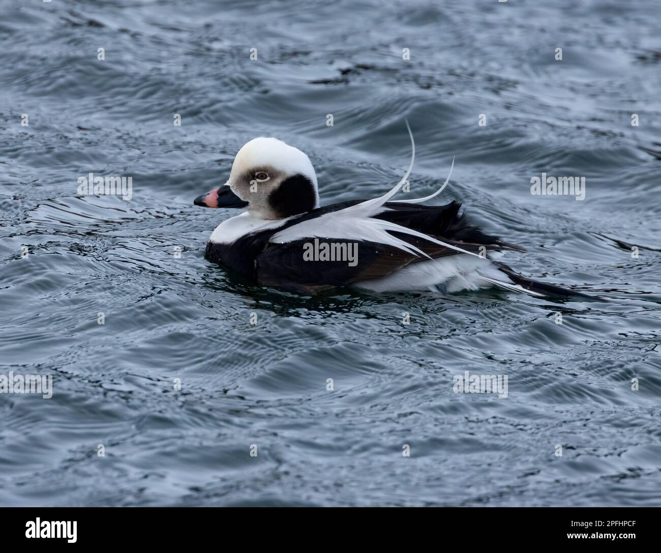 A Long-Tailed Duck floating in the water Stock Photo - Alamy