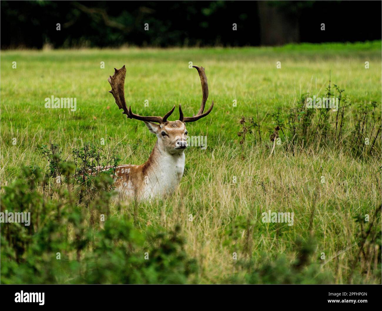 Rudolph the deer hi-res stock photography and images - Alamy