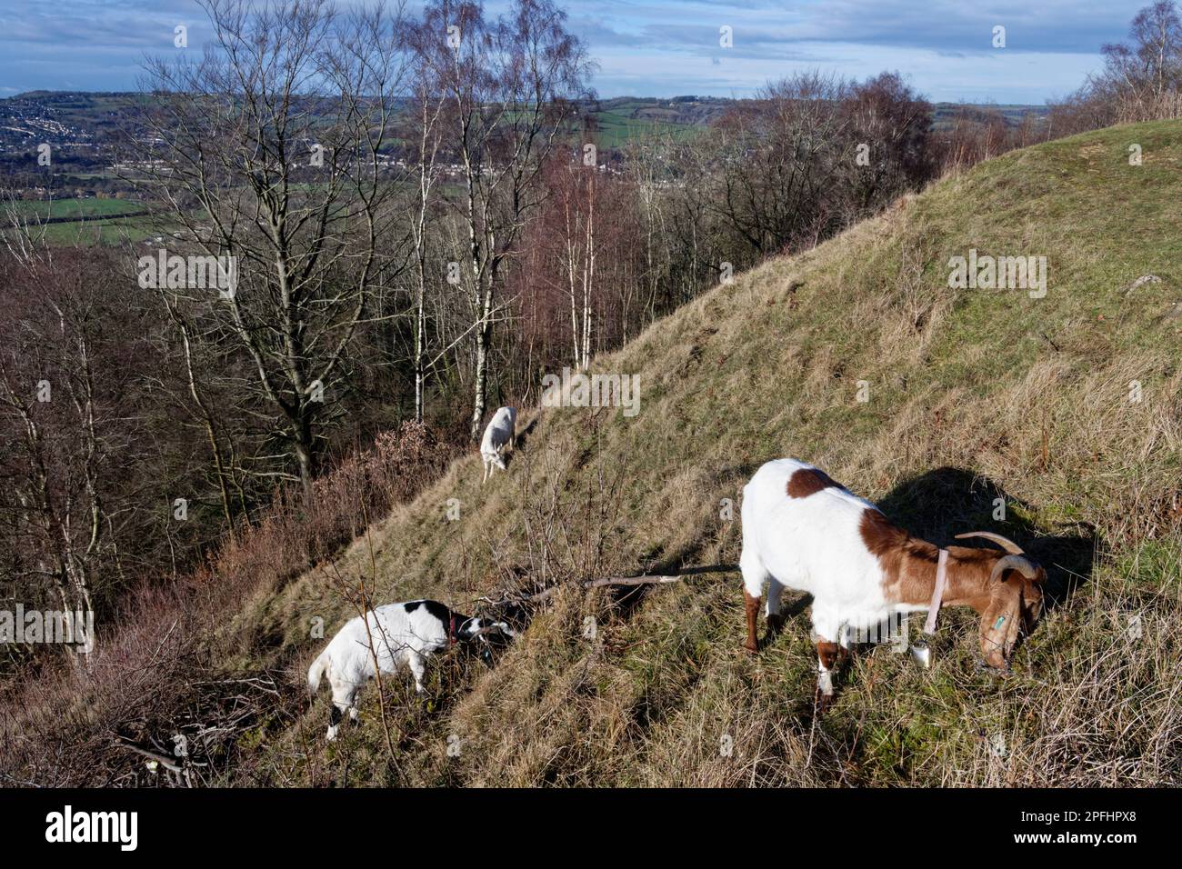 Goats (Capra hircus) grazing steep chalk grassland hillside to control ...