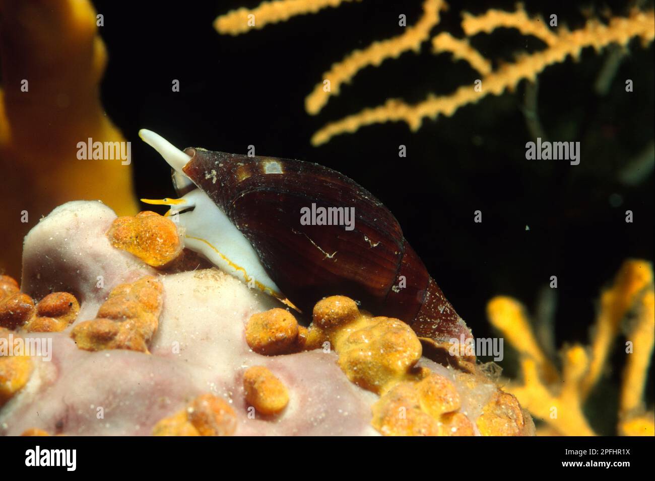 Mitra mitra hi-res stock photography and images - Alamy