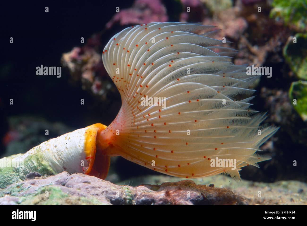 Vermi marini anellidi marini hi-res stock photography and images - Alamy