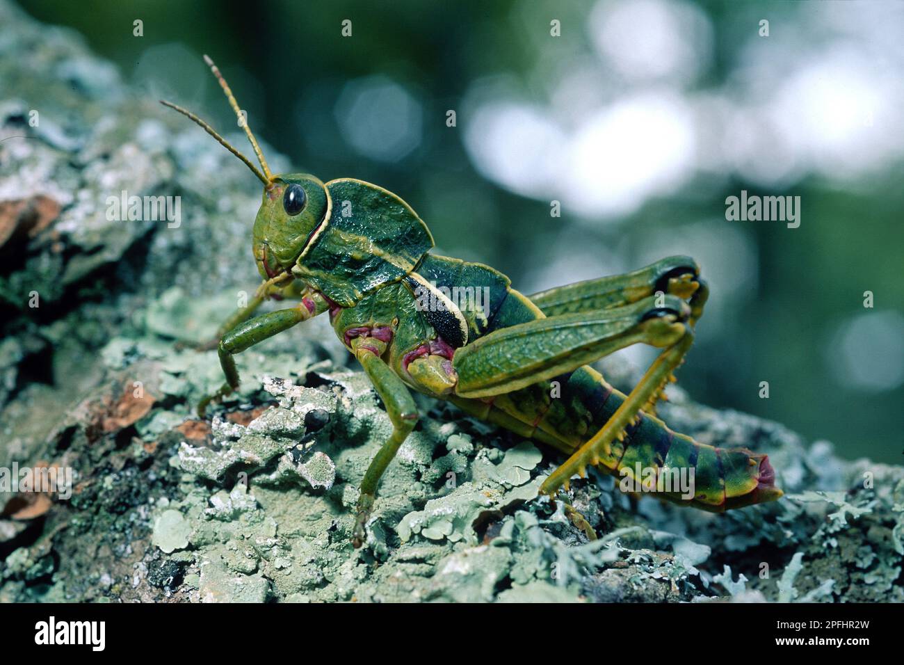Cavalletta, grasshopper, Heuschrecke (Pamphagus sardeus). Giara di ...