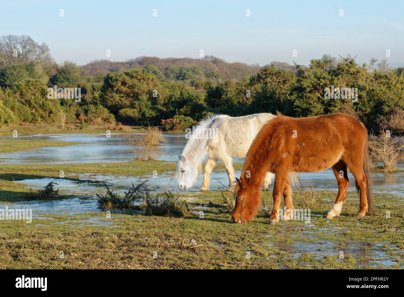 New Forest ponies (Equus caballus) grazing grassland on the margins of ...