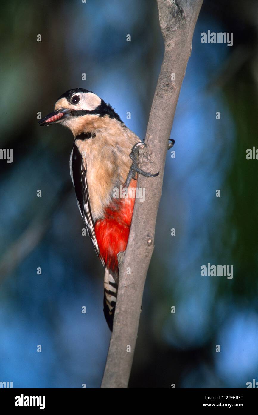 Dendrocopus major - Great spotted woodpecker Stock Photo - Alamy