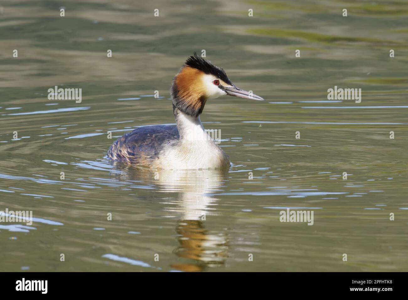specimen of great crested grebe swims in a little lake, podiceps ...