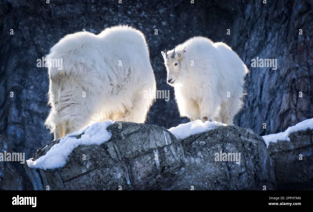 Rocky Mountain Goat Calgary Zoo Alberta Stock Photo - Alamy