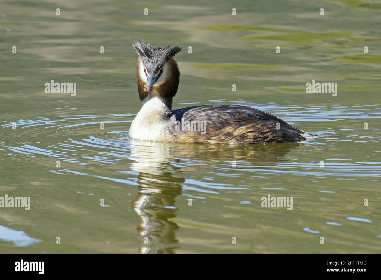 great crested grebe swims in a little lake, Podiceps cristatus ...