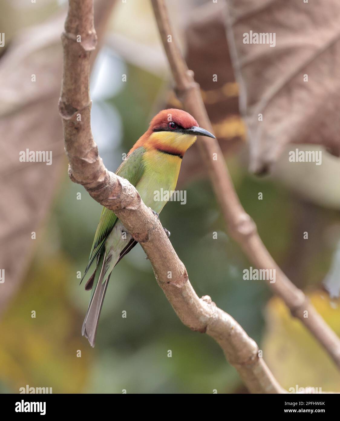 chestnut-headed bee-eater, or bay-headed bee-eater, is a near passerine ...