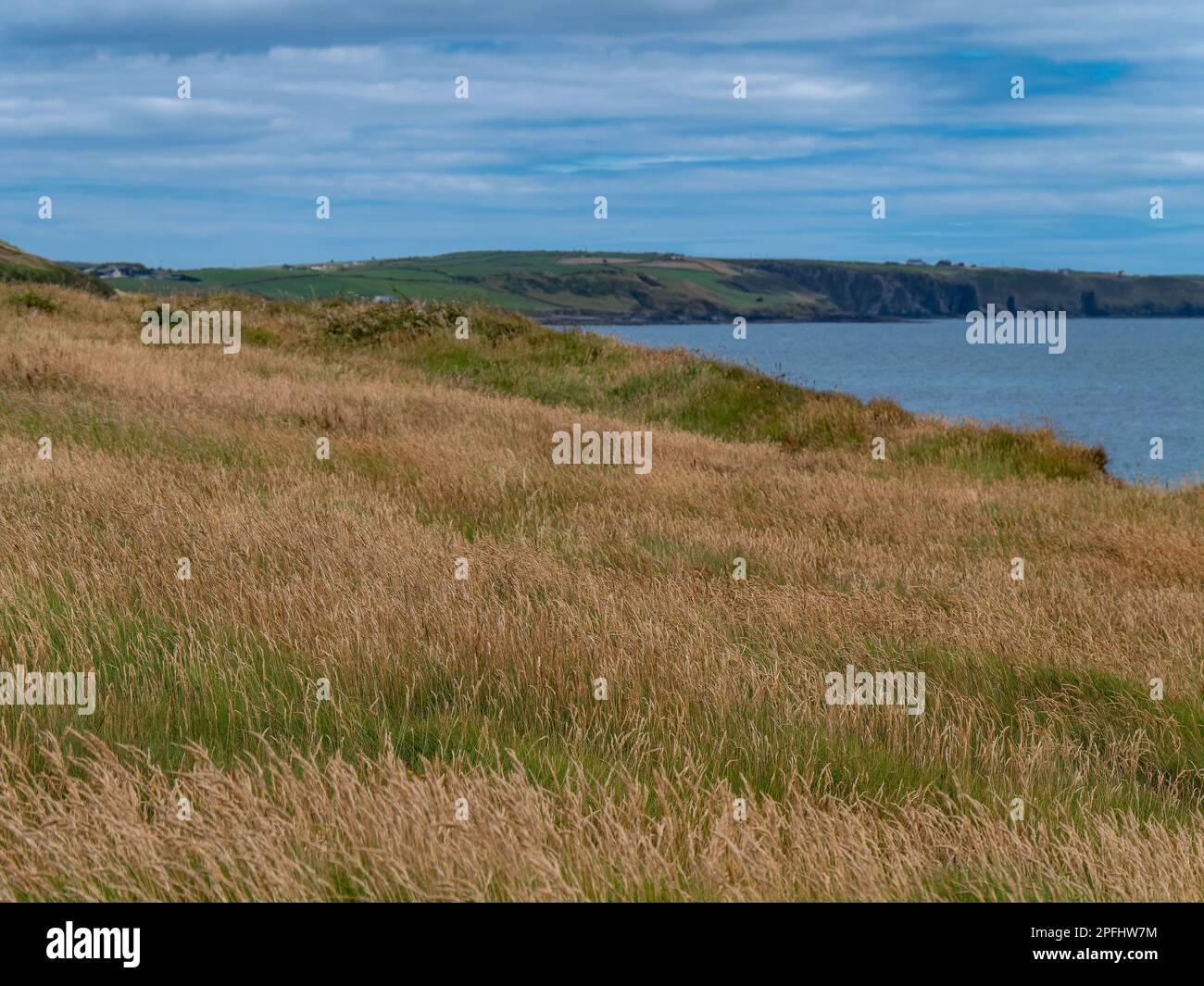 Dense vegetation on the rocky coast of the Atlantic Ocean. Nature of ...