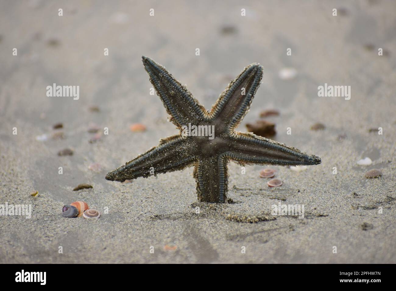 Starfishes hi-res stock photography and images - Alamy