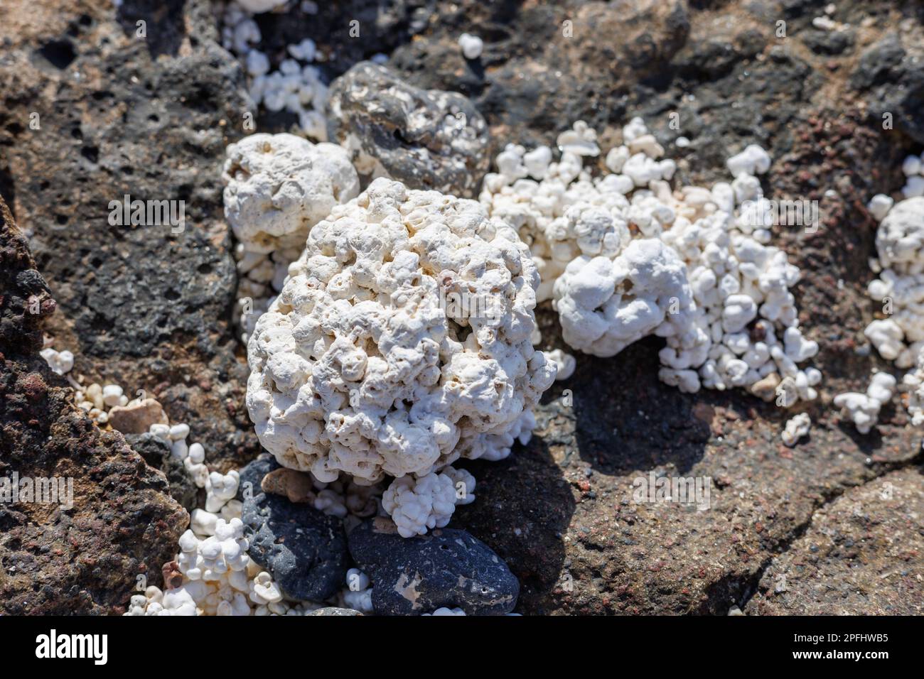 Popcorn beach near Corralejo on the island of Fuerteventura in the ...