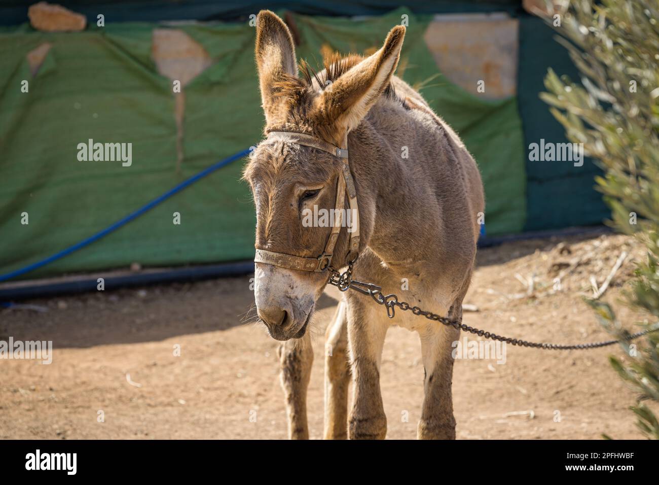 The donkey is a farm helper on the island of Fuerteventura in the ...
