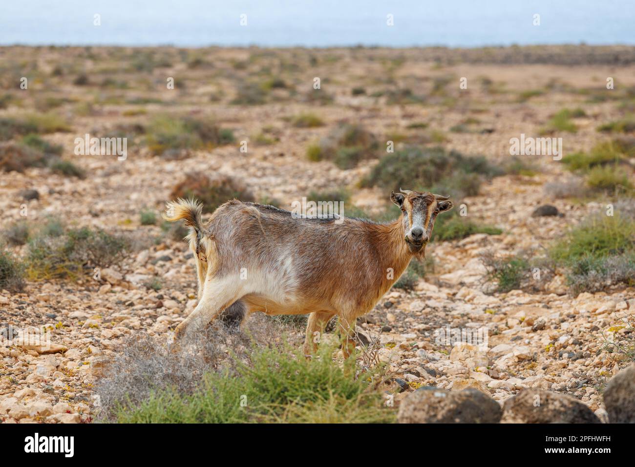 Goat farming is widespread on the island of Fuerteventura in the Canary ...