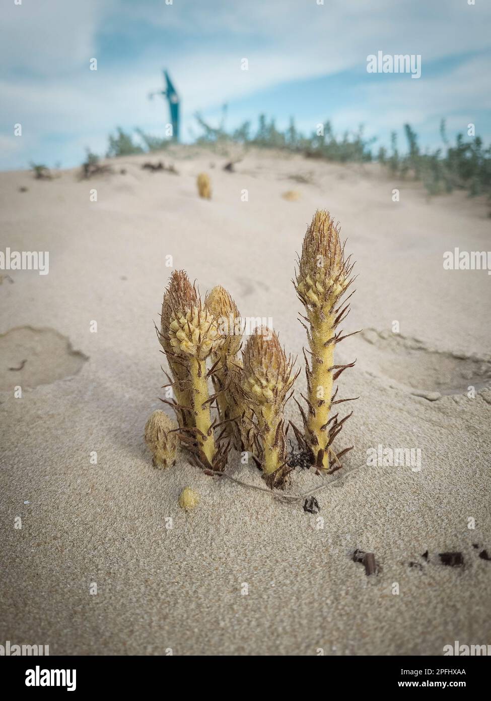 Small plants growing in the sand of La Barrosa beach in Chiclana de la ...