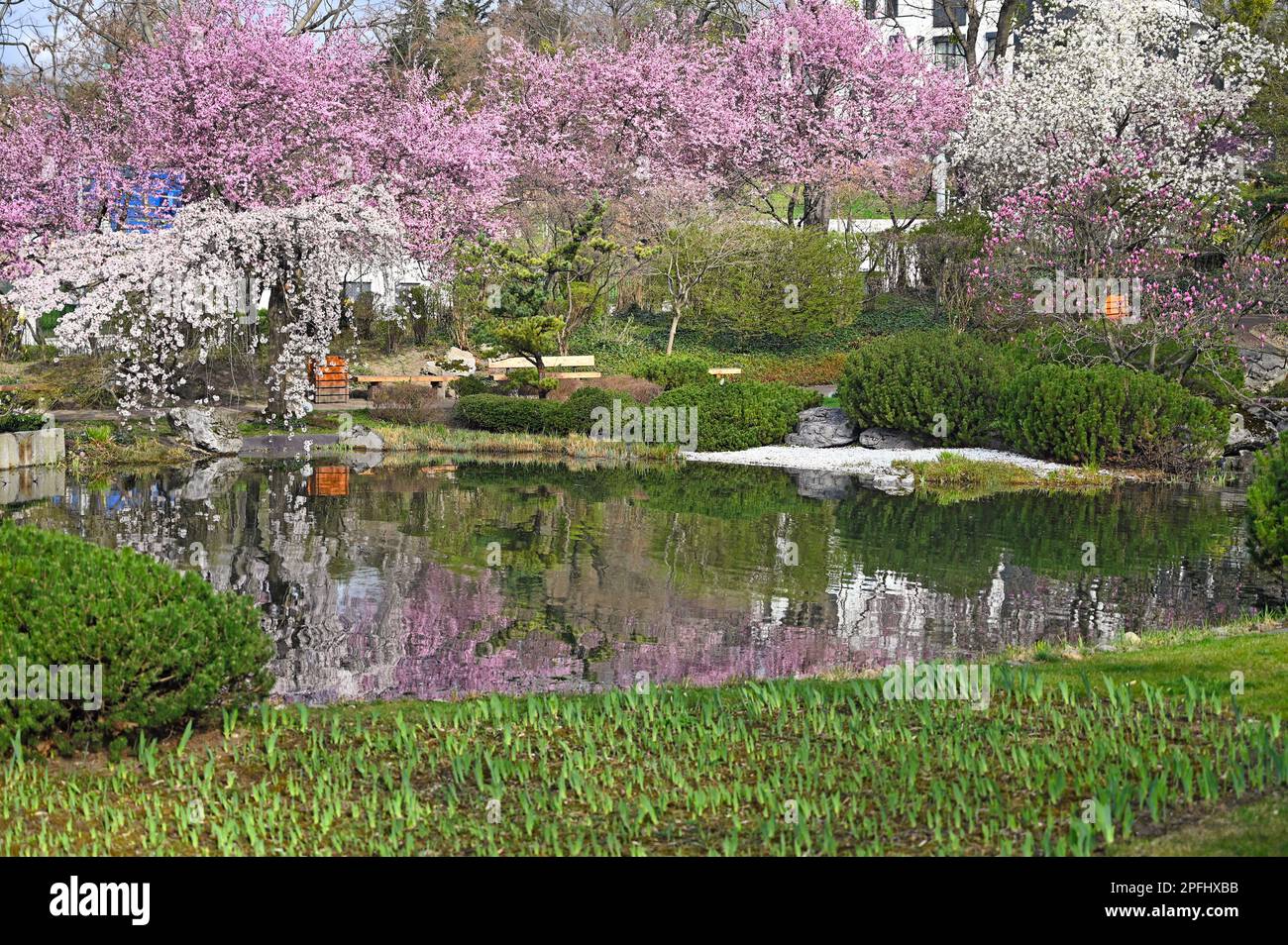 Blossomed trees and pond in Setagaya park Vienna spring season Stock ...