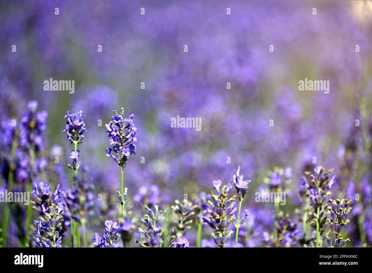 Lavender flowers springtime nature background Stock Photo - Alamy