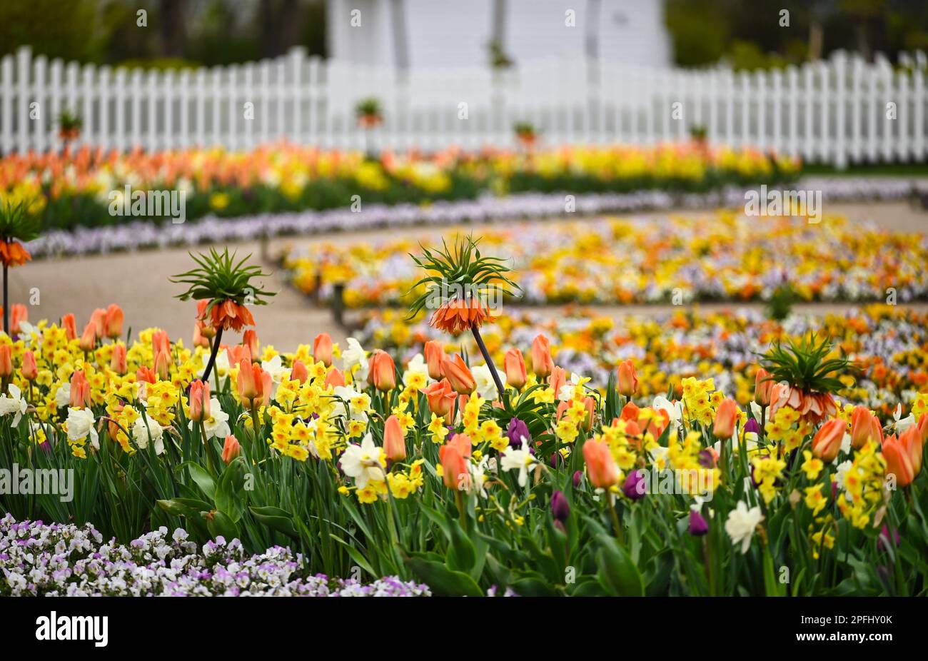 Kaiser's crown and tulip flowers garden spring season Stock Photo - Alamy