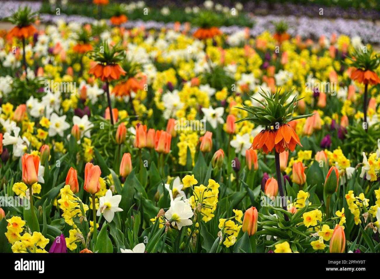 Kaiser's crown flowers garden spring season nature Stock Photo - Alamy