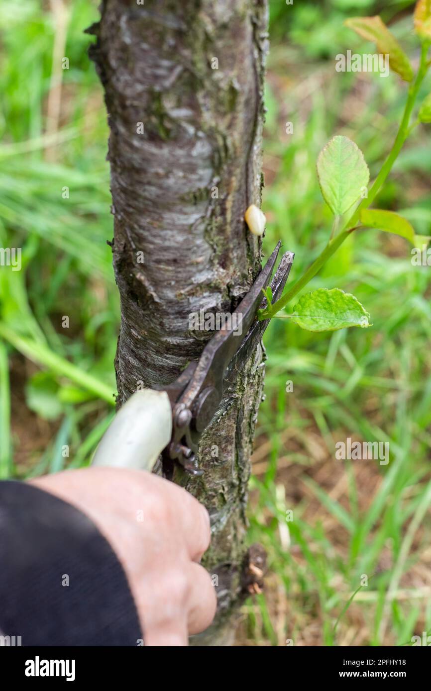 A gardener prunes a tree with pruning shears on a spring day. Sanitary ...