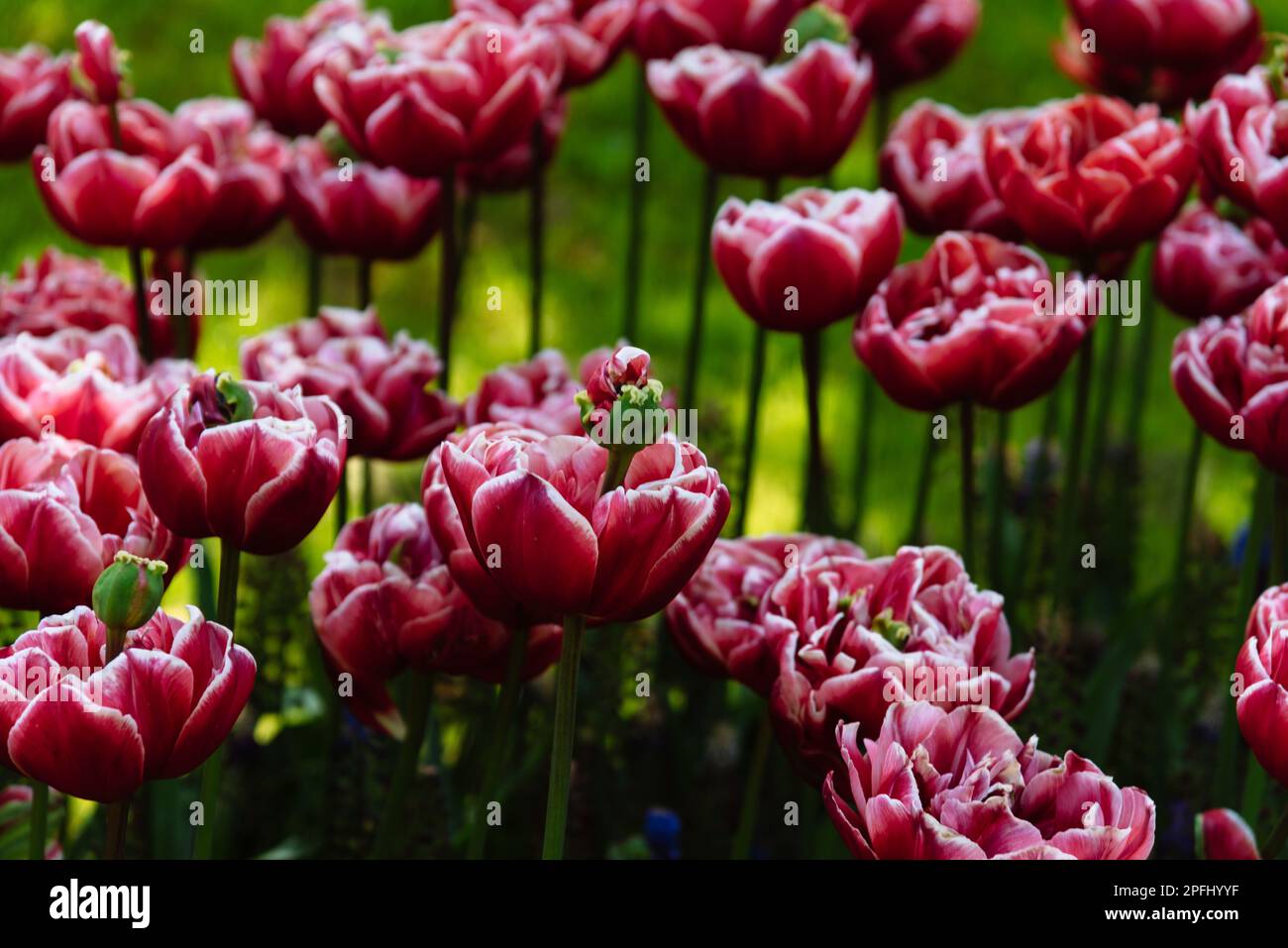 A stunning photo capturing rows of tall redtulips standing tall in a ...