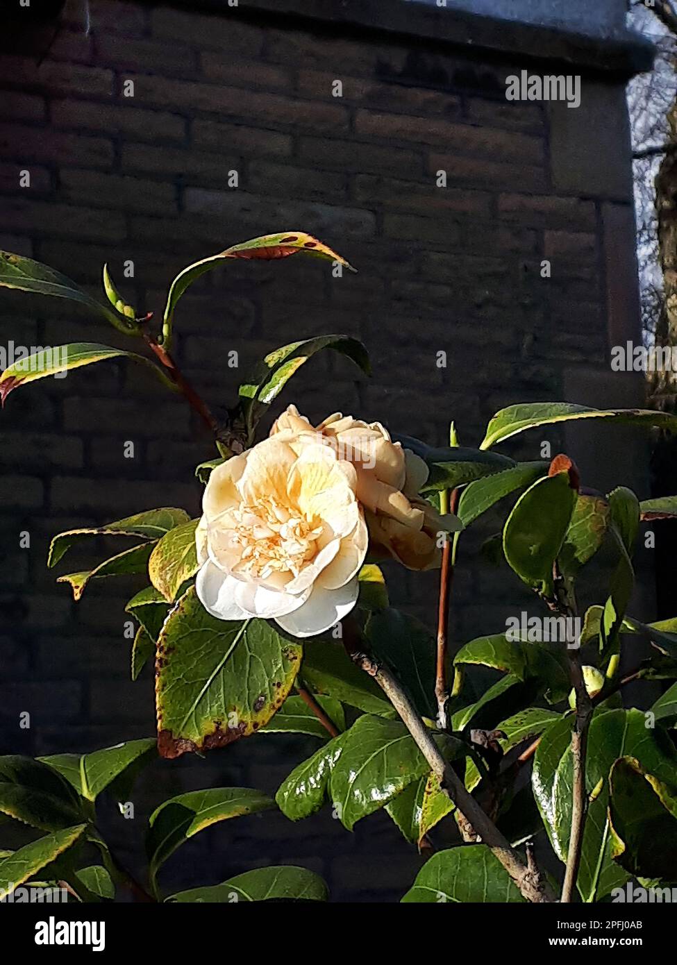 Nature in Burnley in Winter on the Burnley To Padiham road.One of the ... Nature in Burnley in Winter on the Burnley To Padiham road.One of the ...