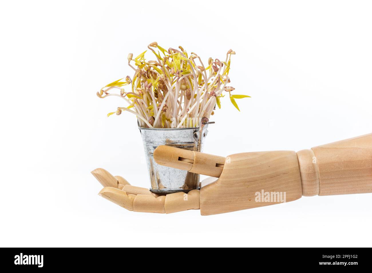 Artificial wooden hand holding toy metal bucket with sprouted mung ...