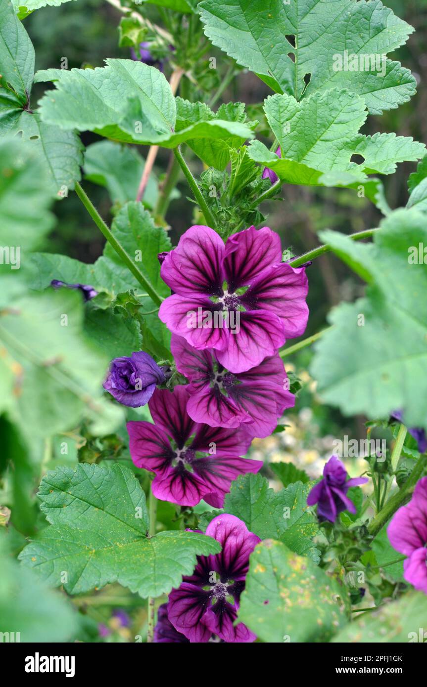 Mallow, malva sylvestris forest grows in the wild Stock Photo - Alamy