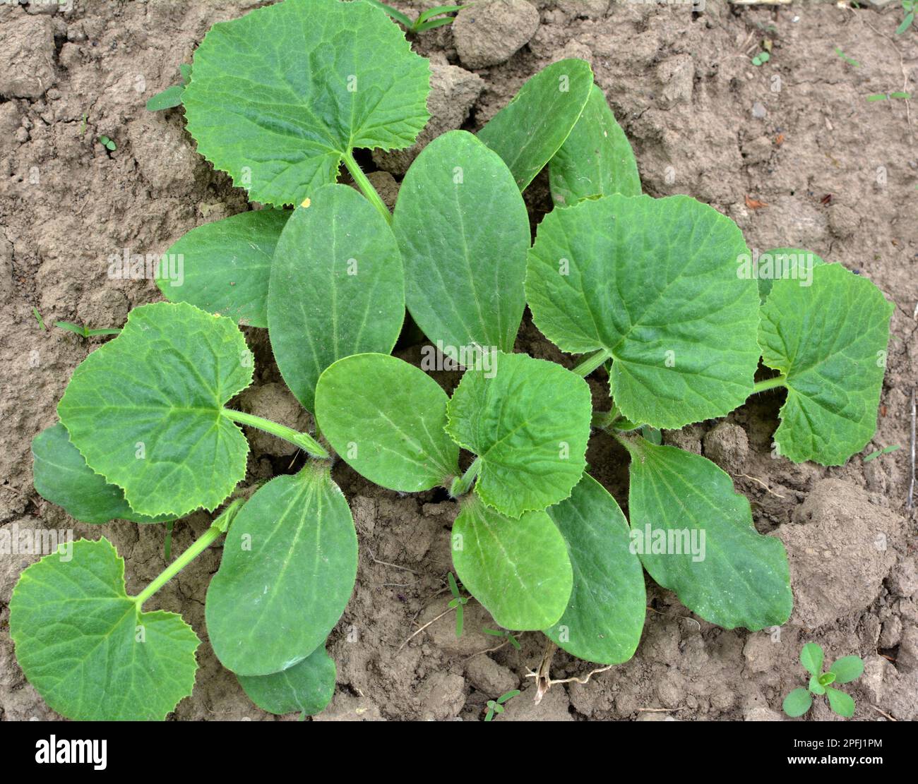 Young seedlings of courgette, zucchini grow in open organic soil Stock ...