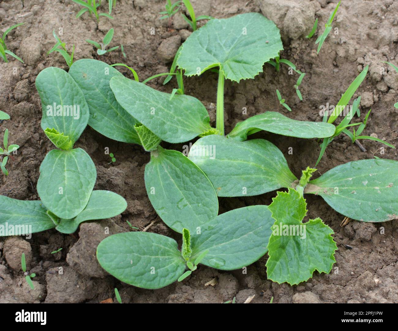 Young seedlings of courgette, zucchini grow in open organic soil Stock ...