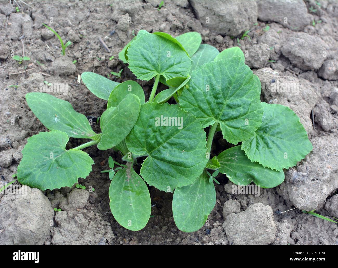 Young seedlings of courgette, zucchini grow in open organic soil Stock ...