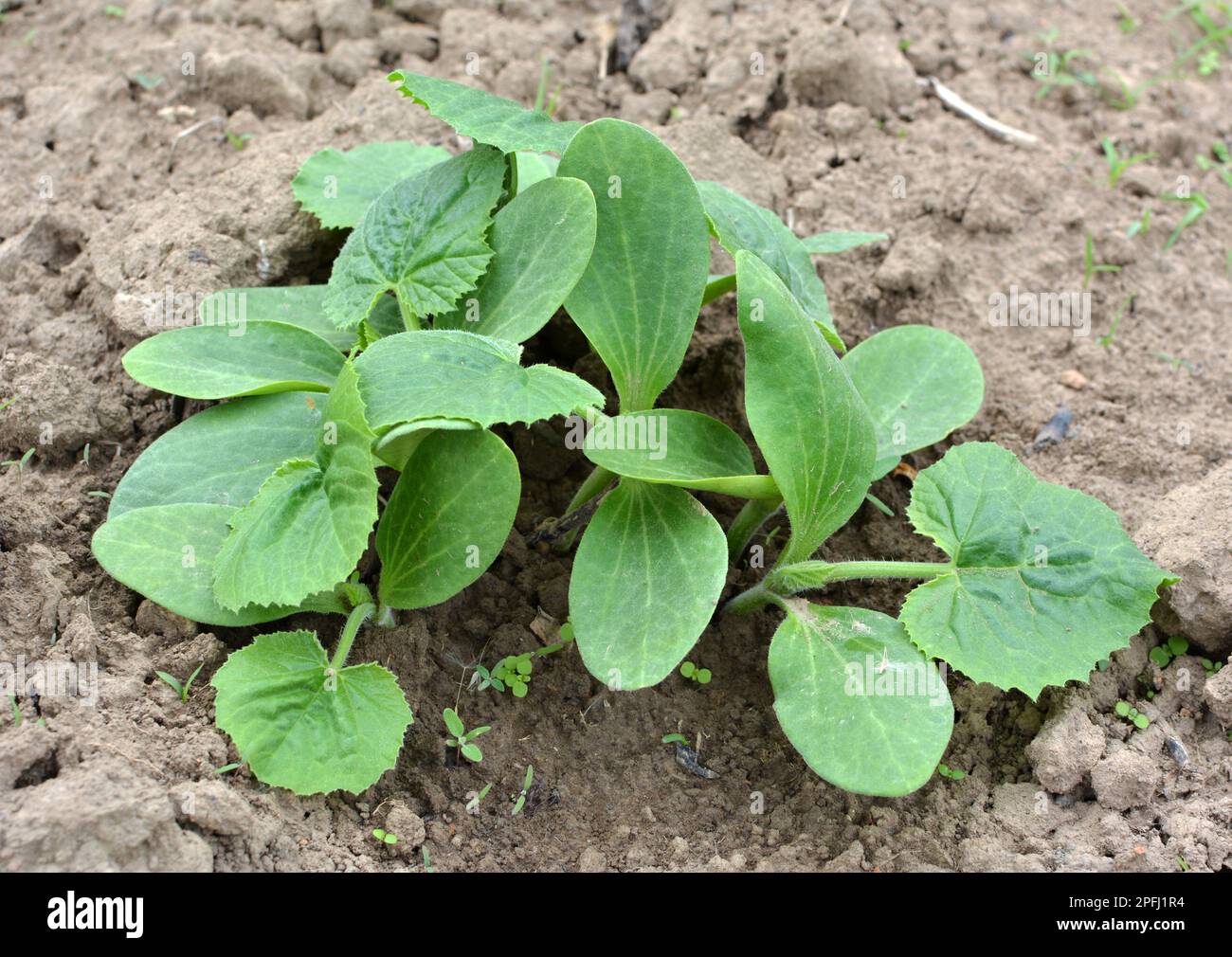 Young seedlings of courgette, zucchini grow in open organic soil Stock ...