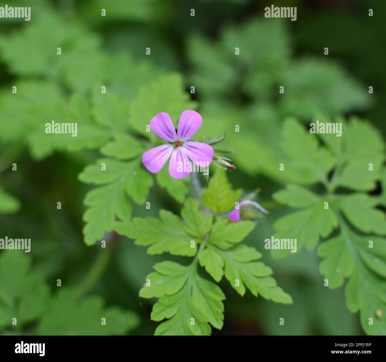 Geranium (Geranium robertianum) grows in the wild Stock Photo - Alamy