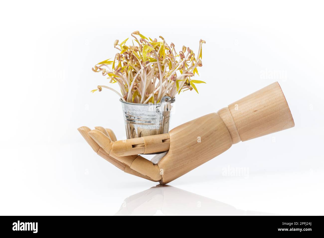 Artificial wooden hand holding toy metal bucket with sprouted mung ...