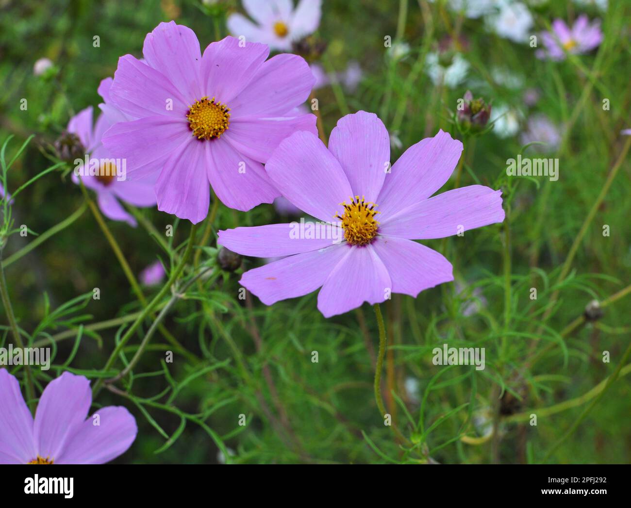 Decorative Cosmos flowers bloom in nature in the flower garden Stock ...