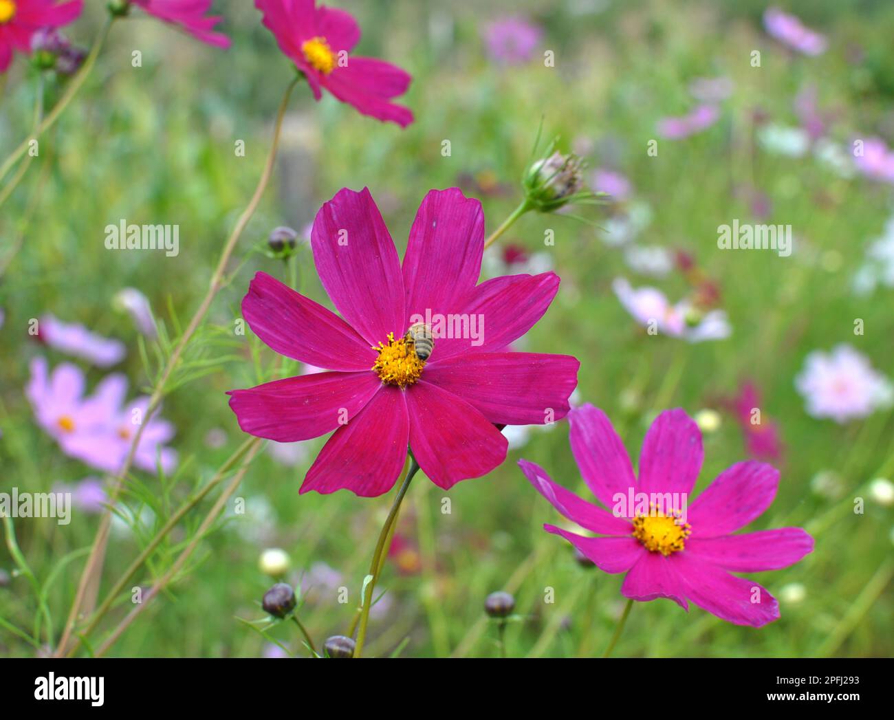 Decorative Cosmos flowers bloom in nature in the flower garden Stock ...