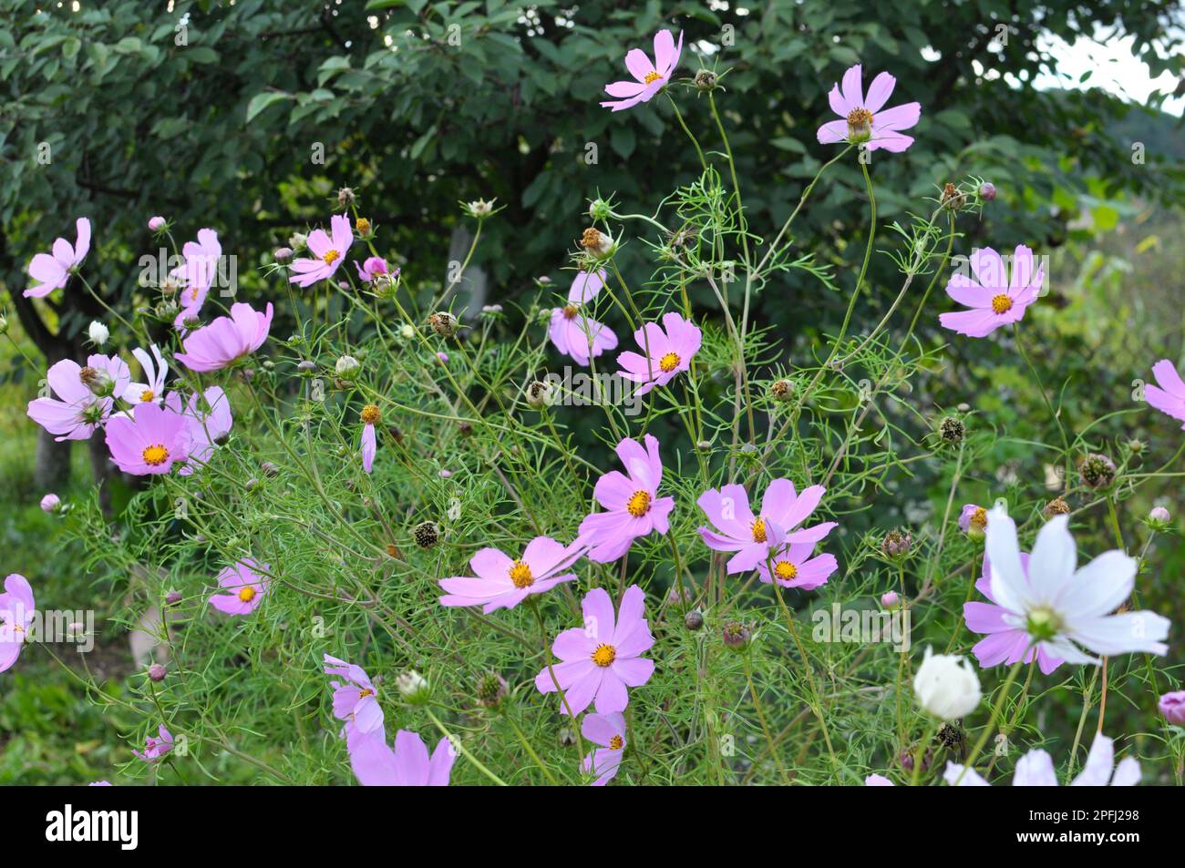 Decorative Cosmos flowers bloom in nature in the flower garden Stock ...