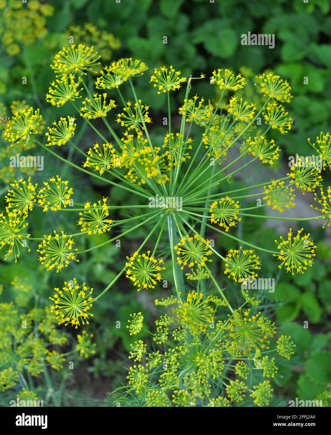 In the open ground in the garden grows dill (Anethum graveolens Stock ...