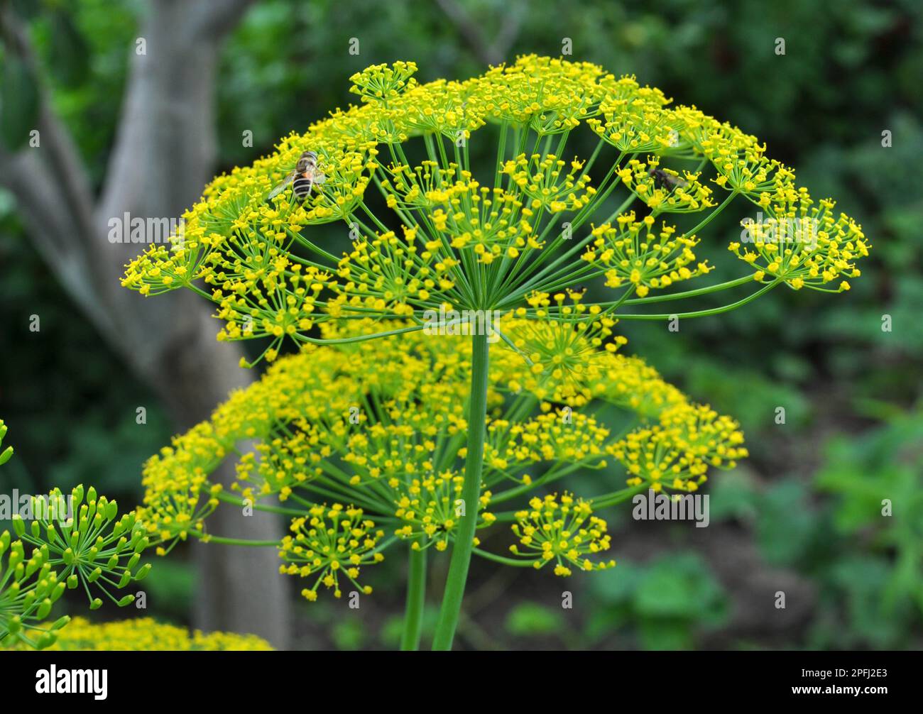 In the open ground in the garden grows dill (Anethum graveolens Stock ...