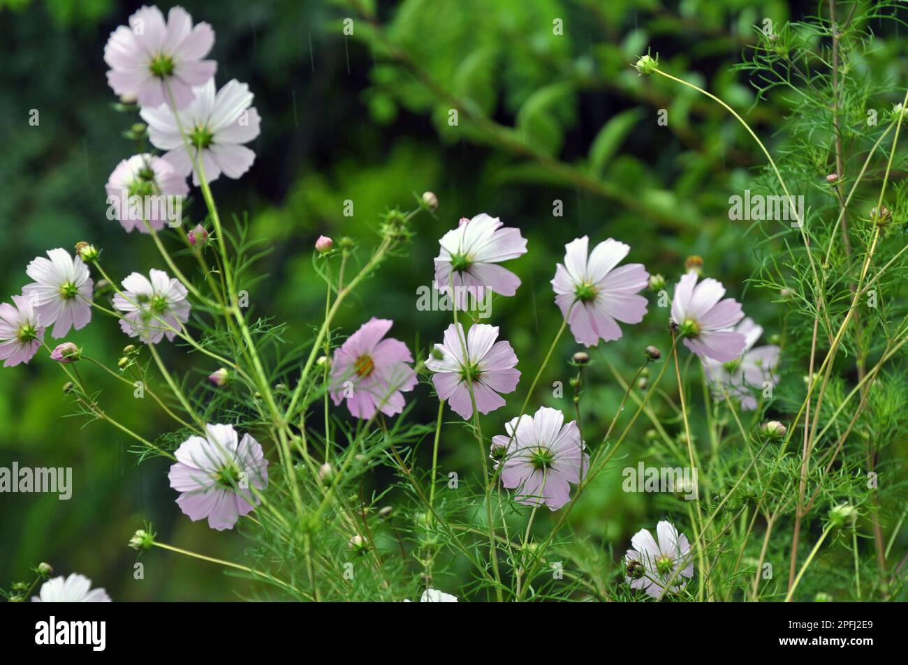 Decorative Cosmos flowers bloom in nature in the flower garden Stock ...