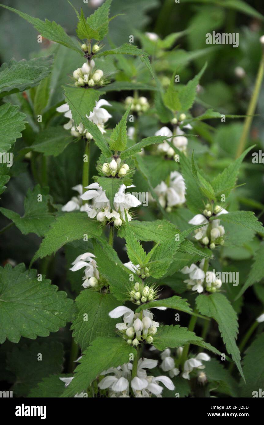 Bloom in nature the white nettles are deaf (Lamium album Stock Photo ...