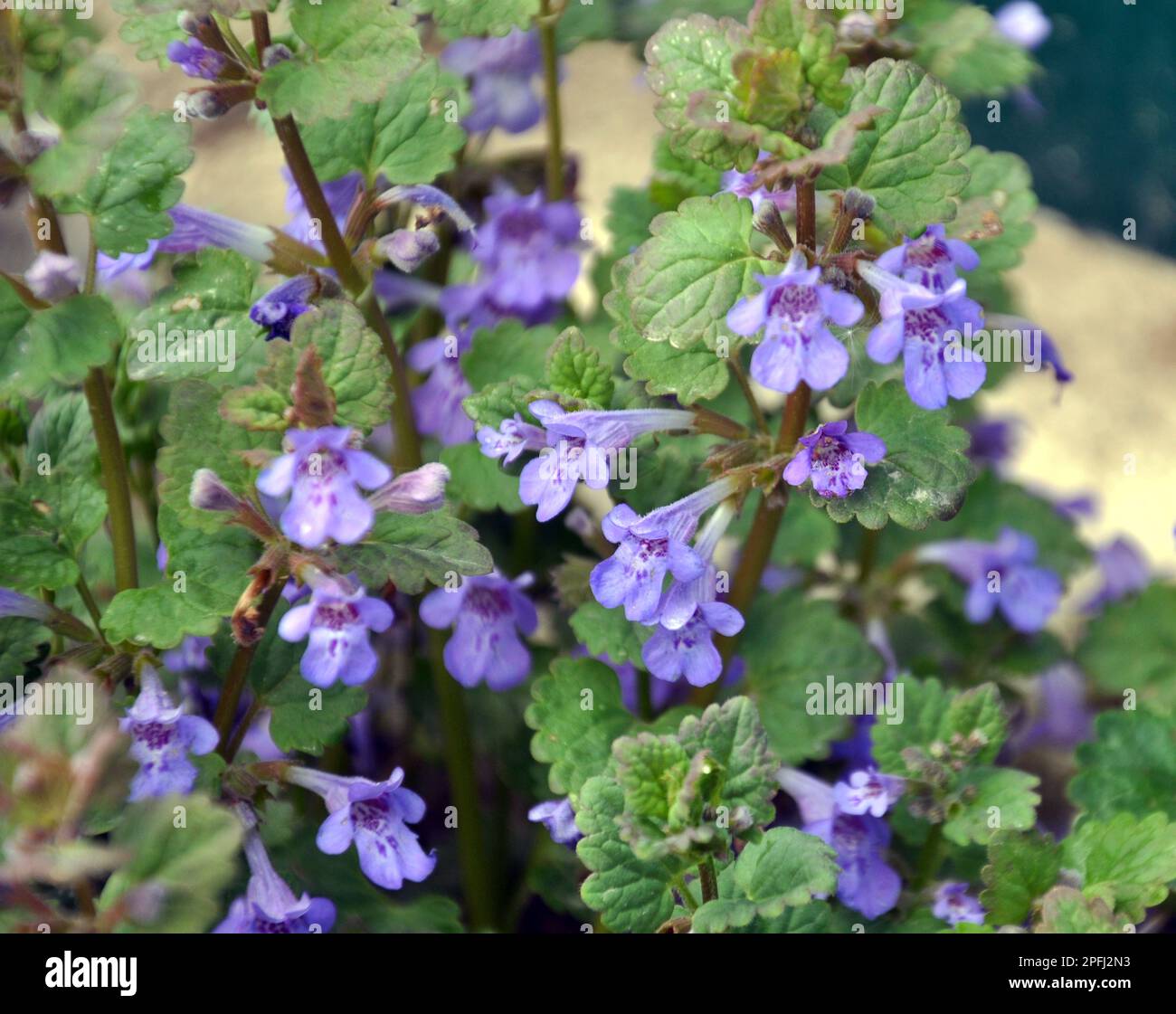 In spring, Glechoma hederacea grows and blooms in the wild Stock Photo ...