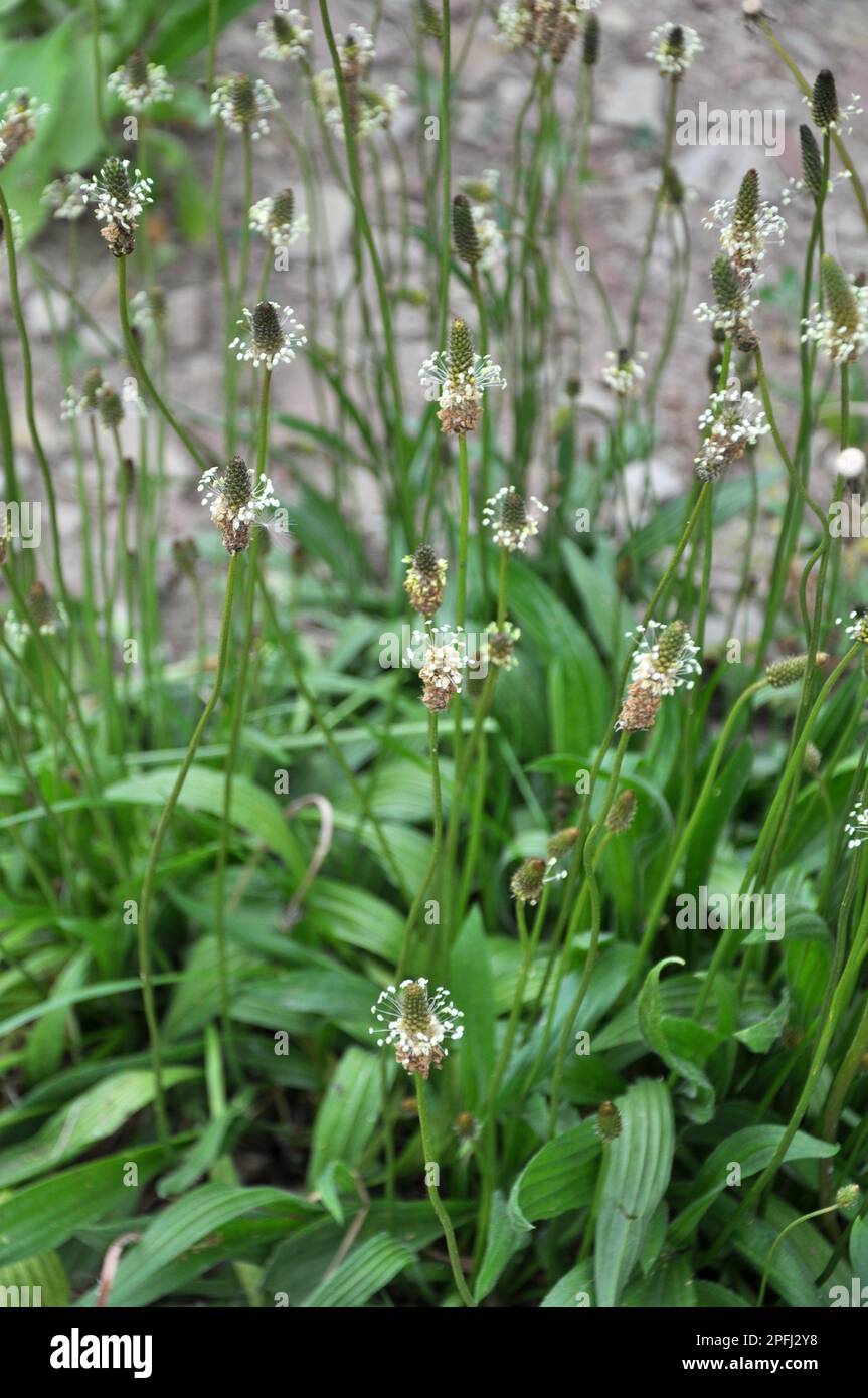 In the wild grows plantain lanceolate, plantago lanceolata Stock Photo ...